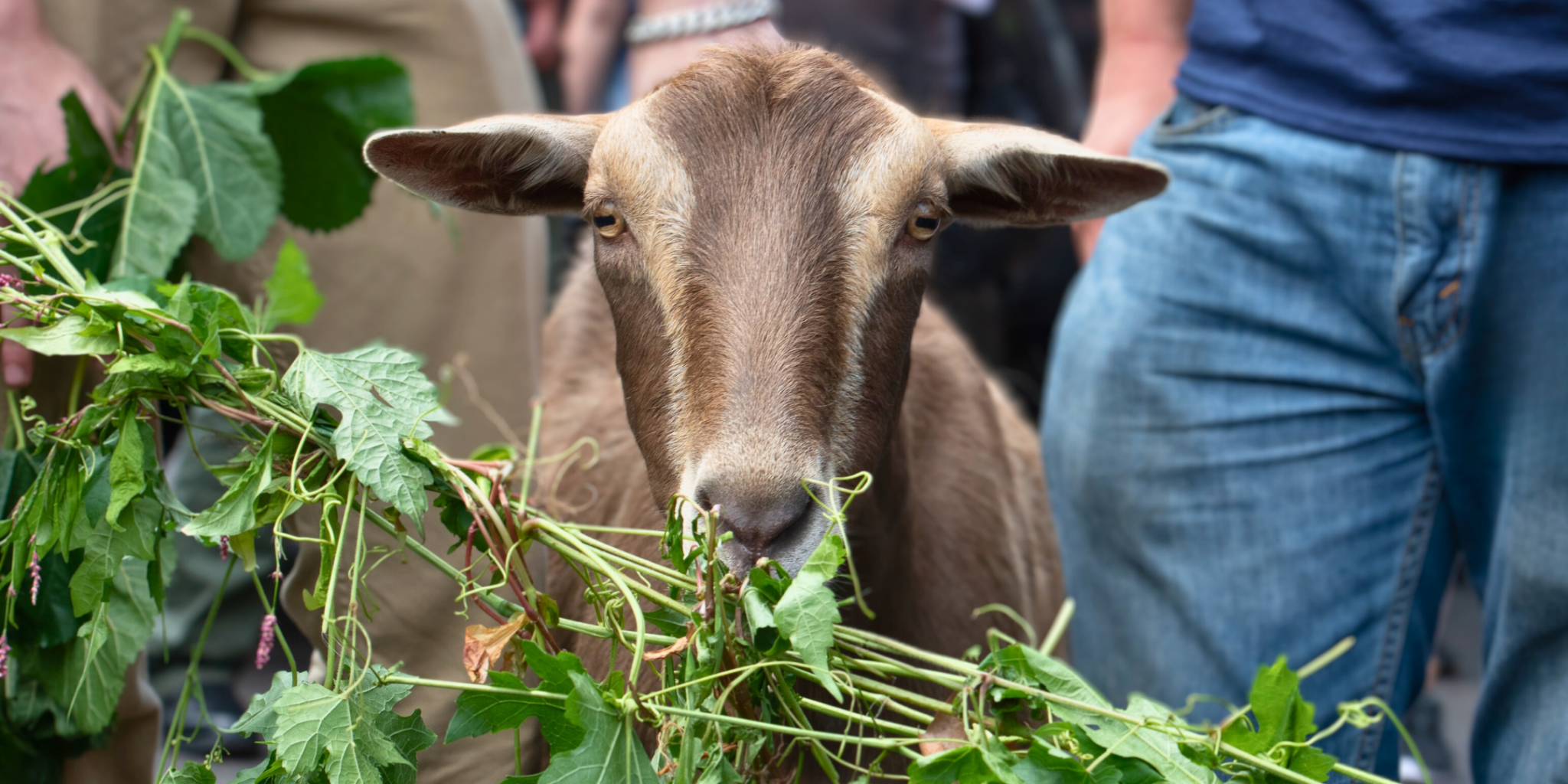 Riverside Park Conservancy To Host the First Ever Invasive Plant-Eating ...