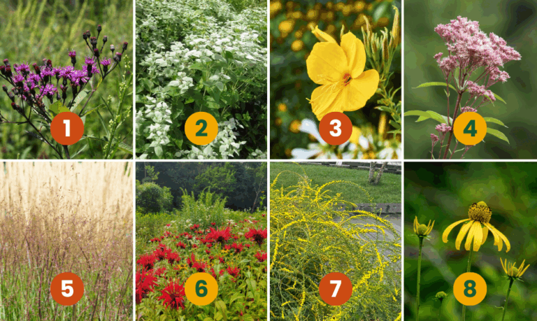 Your Guide to the Pollinator Meadows of Riverside and Fort Washington ...