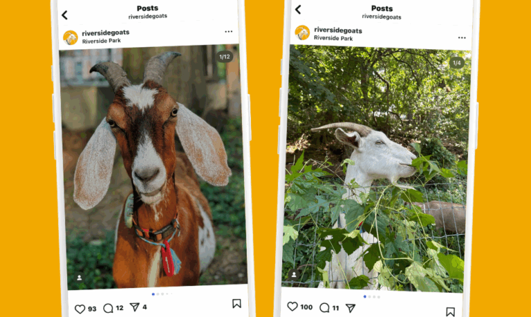 All the Goats, All the Time: Introducing our @RiversideGoats Instagram Account - Riverside Park ...